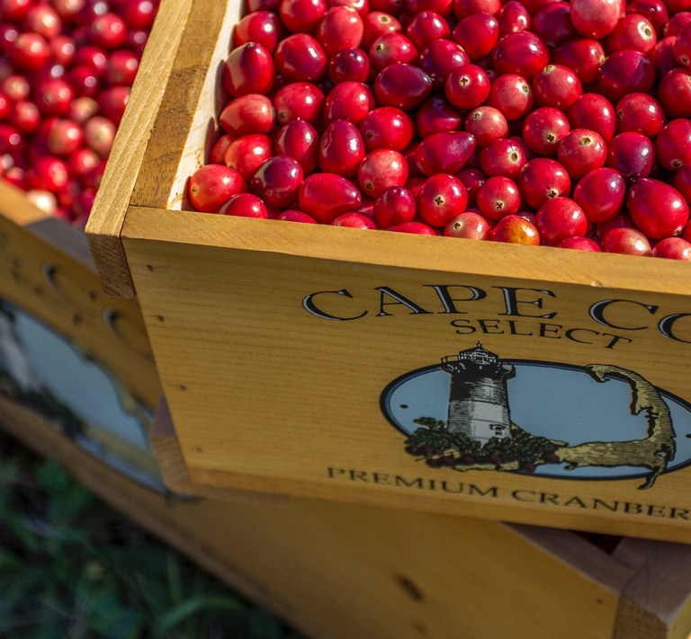 Home | Cape Cod Select Premium Cranberries